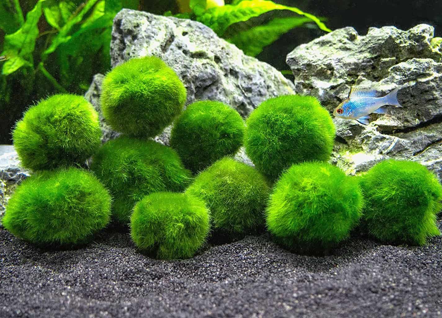Marimo Moss Ball Care and Benefits