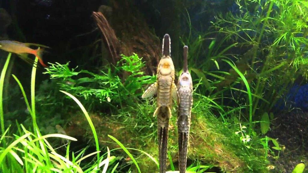 15 Best Algae Eaters : Your Trusted Partner in a Freshwater Planted Tank
