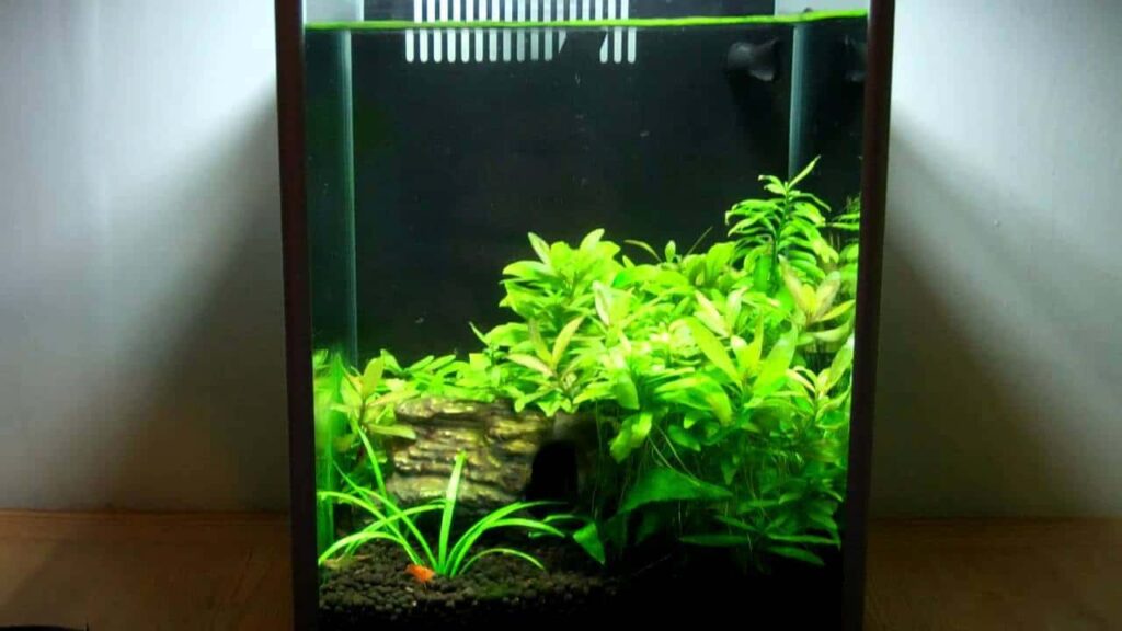 Fluval Spec V Review: 5 Gallon Aquarium Starter Kit for Betta