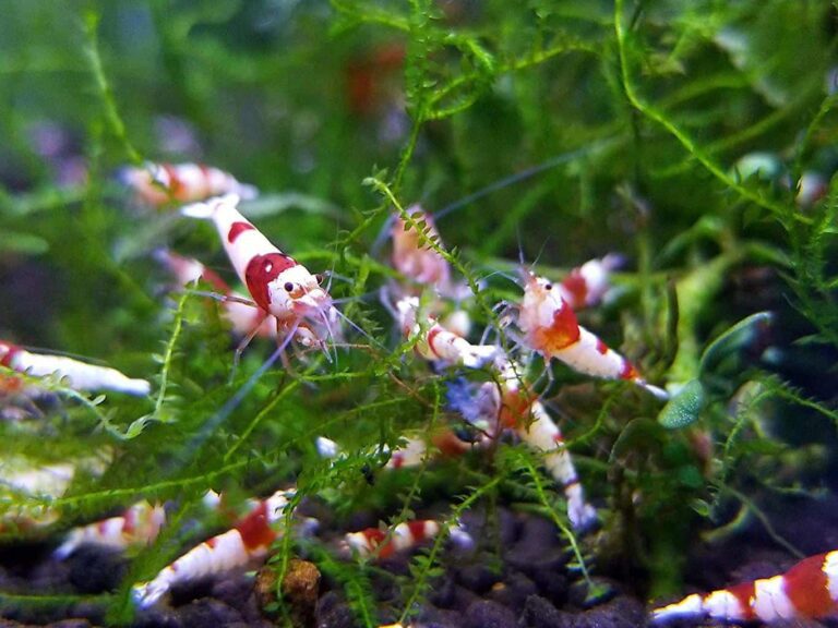 Can You Keep Crystal Red Shrimp With Red Cherry Shrimp?