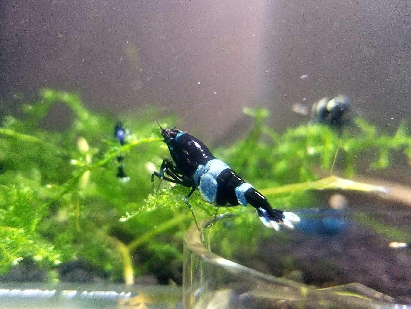 Freshwater Aquarium Shrimp for Beginners - Best Shrimps for Aquarium