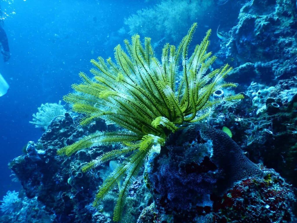 The Ultimate Guide To Setup A Saltwater Reef - Expert Aquarist