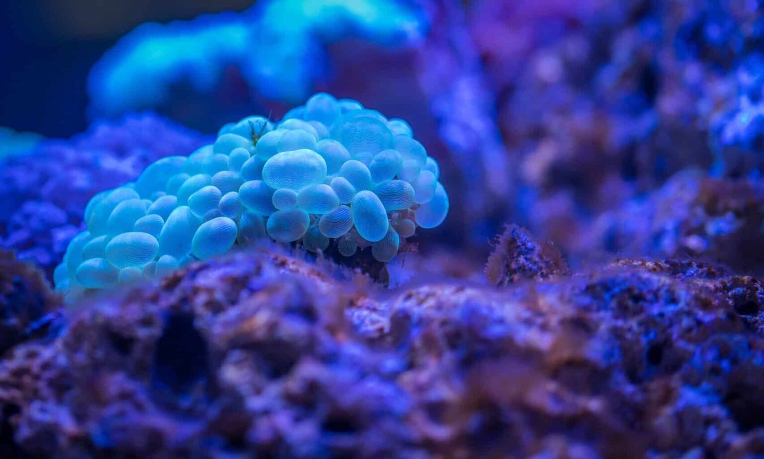 Live Sand For Your Reef Tank: Ultimate Sand Guide