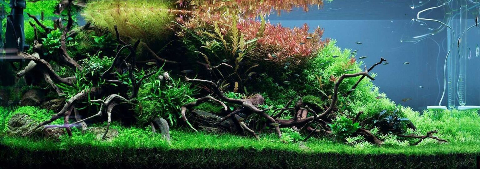 Non Fish Aquarium Pets - 5 Aquatic Pets That Aren’t Fish