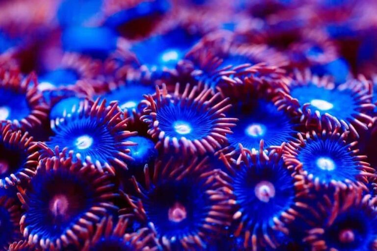 How To Frag Corals: The Definitive Guide