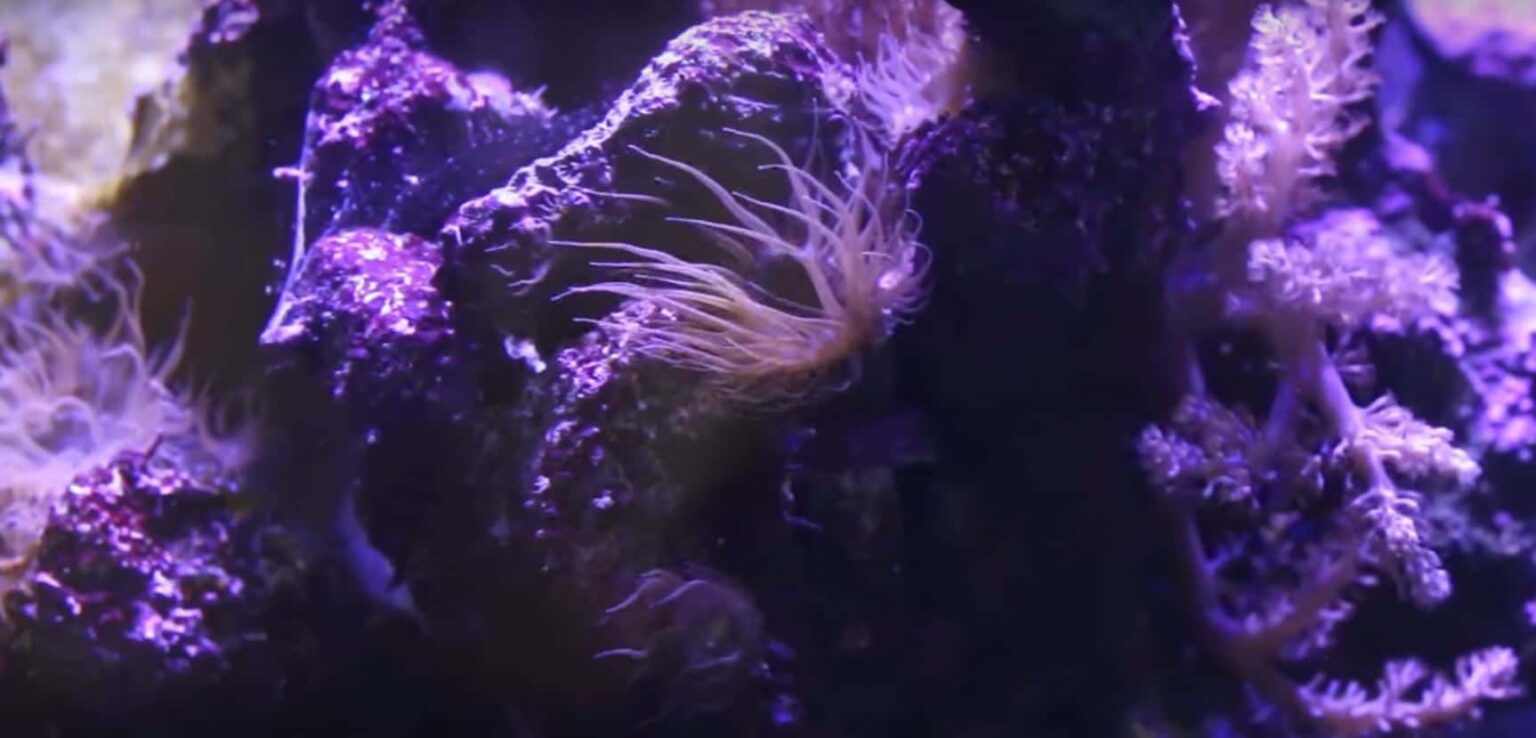 How to Get Rid of Aiptasia Anemone from saltwater aquarium