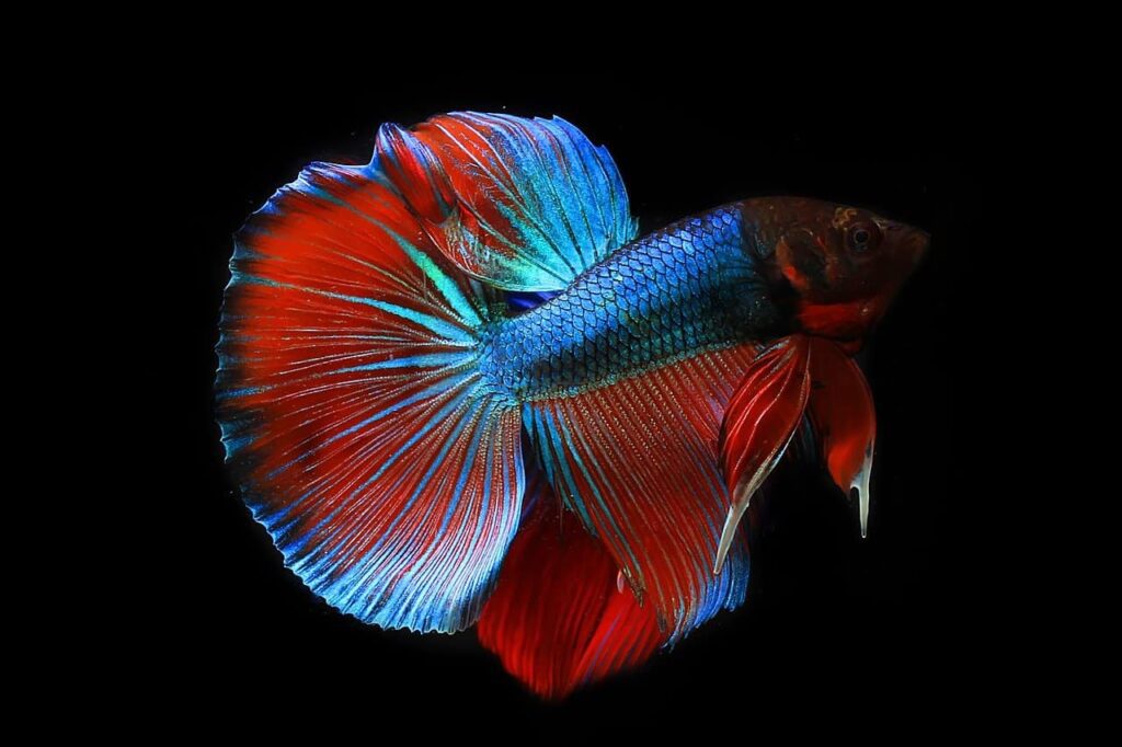 Why Is My Betta Fish Swimming Sideways: Everything You Need to Know ...