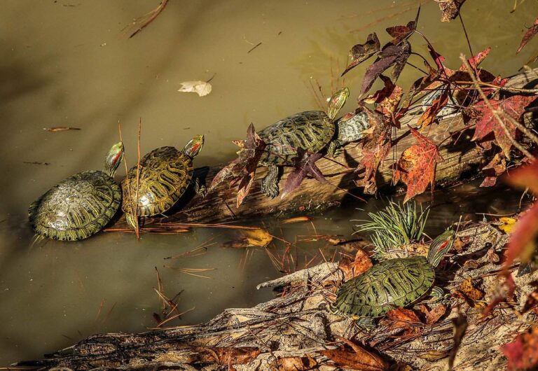 A Detailed Guide on Keeping Diamondback Terrapin As Pet