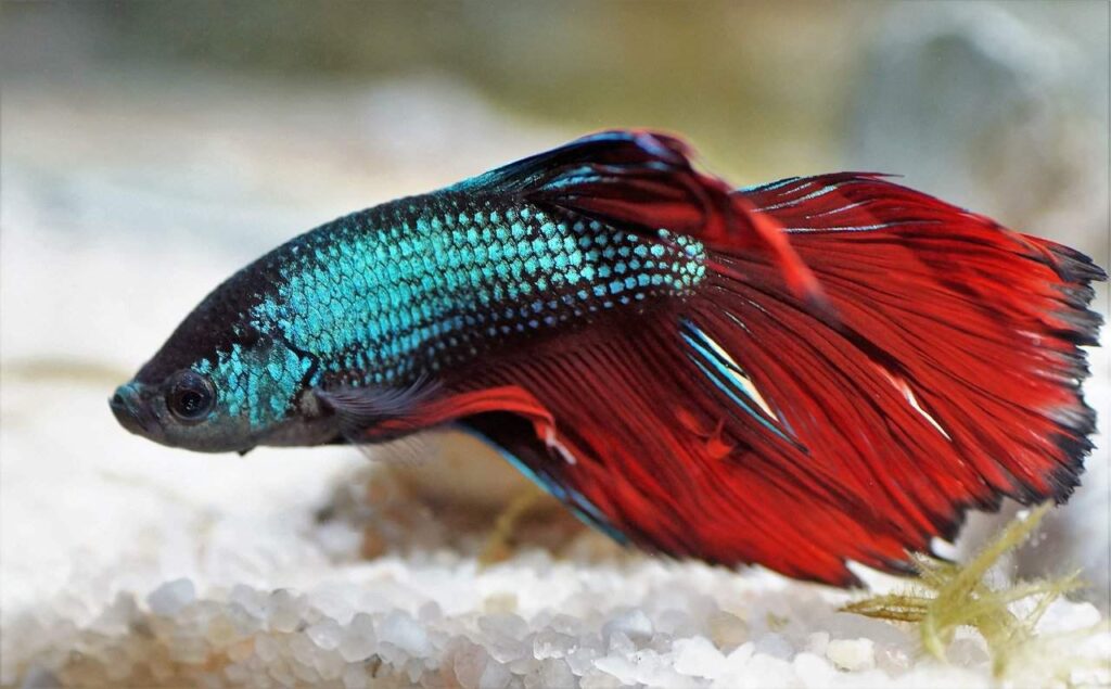 Do Betta Fish Sleep? How to Tell If a Betta Fish is Sleeping?