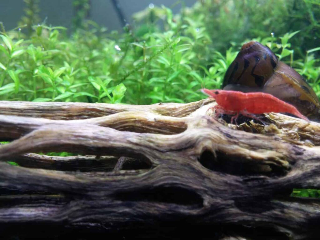 Cherry Shrimp Selective Breeding For Dummies