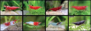 Grading Red Cherry Shrimp: A Detailed Guideline