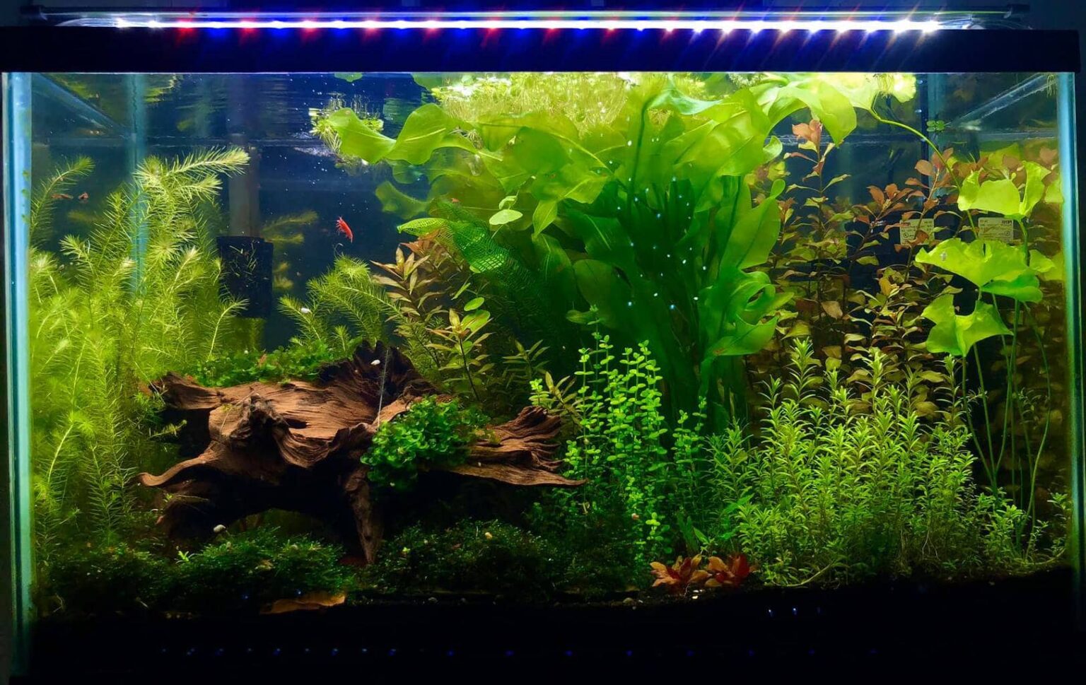 Grading Red Cherry Shrimp: A Detailed Guideline