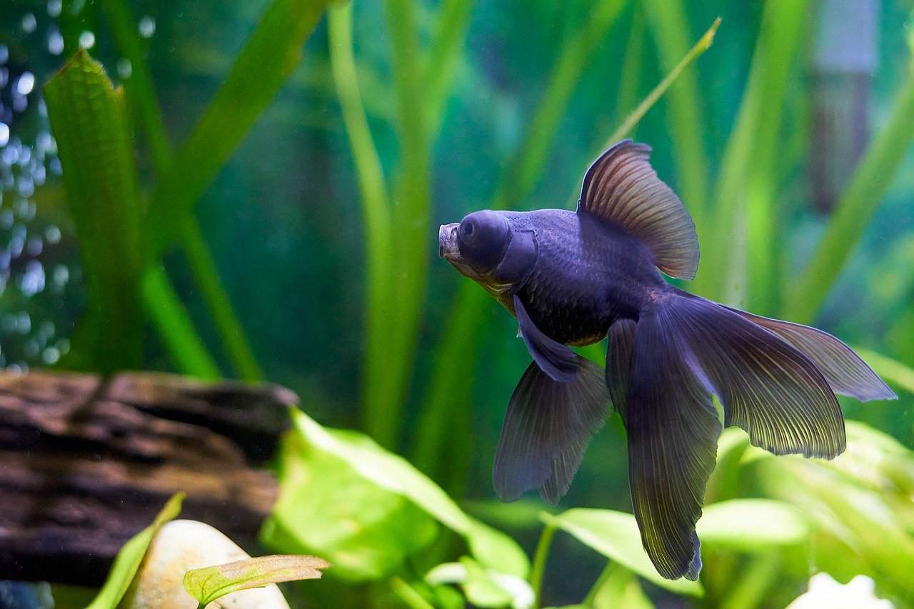 How Long Do Goldfish Live and Ways to Increase Their Lifespan