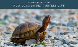 How Long Do Pet Turtles Live: Facts And Myths Analyzed