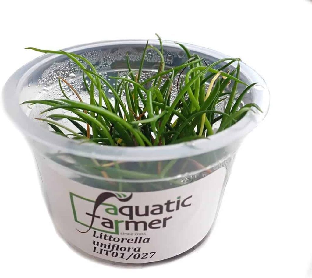 11 Best Aquarium Carpet Plants For Beginners: [That Are Easy To Grow]