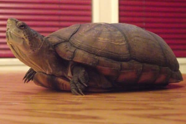 Seven Cute and Small Pet Turtles That Stay Small Always