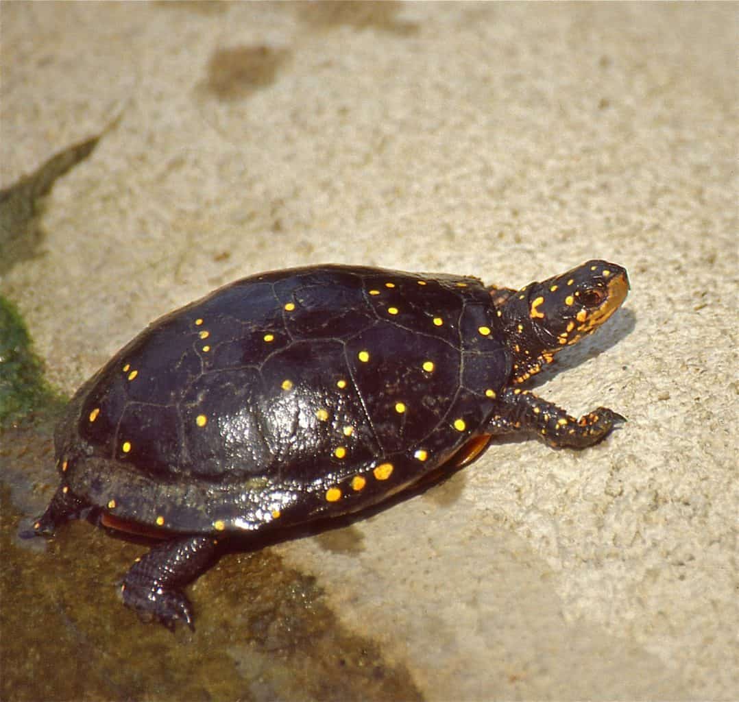 The 10 Most Popular and Easy Going Types of Pet Turtle In The USA and ...