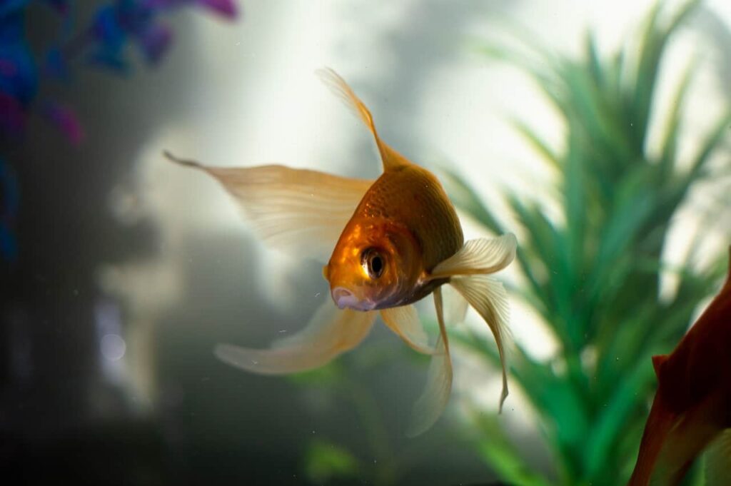 How Long Do Goldfish Live and Ways to Increase Their Lifespan