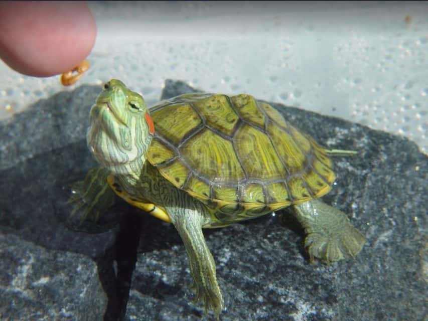 Tips and Guidance On How To Take Care Of A Turtle Egg