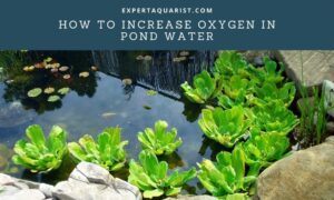 How to increase oxygen in pond water: 5 Simple Ways Explained