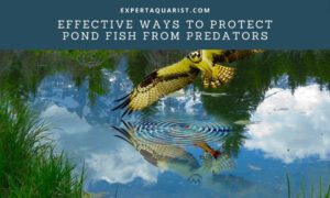 7 Highly Effective Ways To Protect Pond Fish from Predators