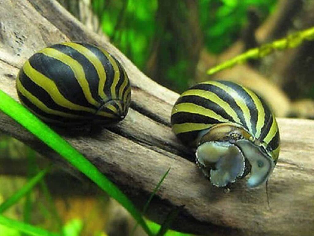 5 Types of Freshwater Aquarium Snails