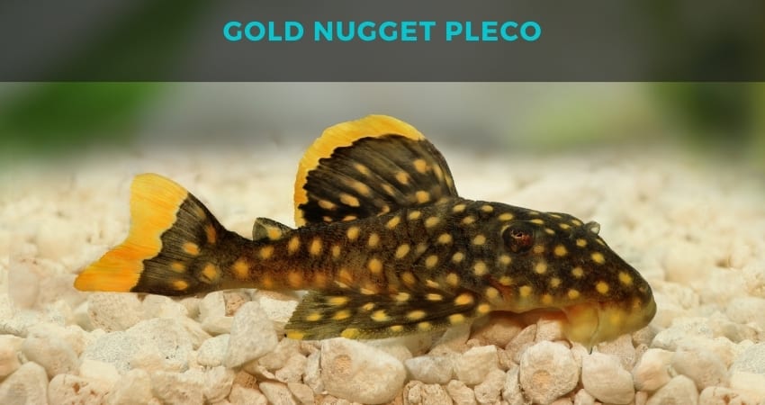 Best Algae Eating Fish for Ponds