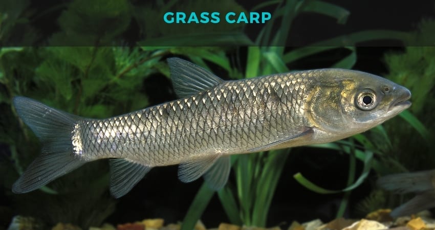 Best Algae Eating Fish for Ponds