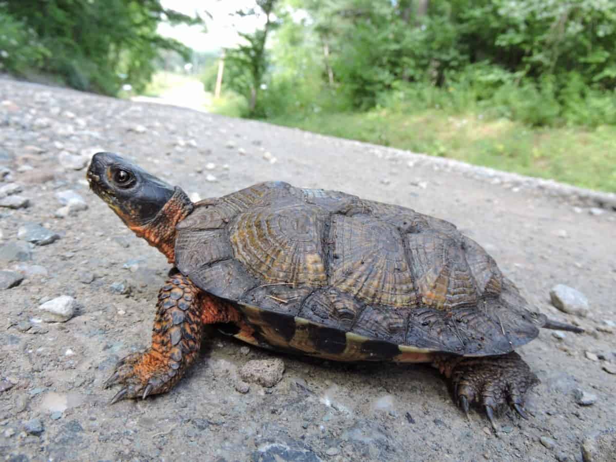Types of Pond Turtle: [20 Amazing Species You Can Keep In Your Backyard ...
