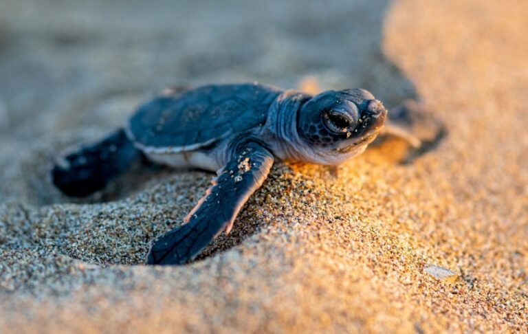 How To Take Care Of A Baby Turtle - Simple Beginners Guide