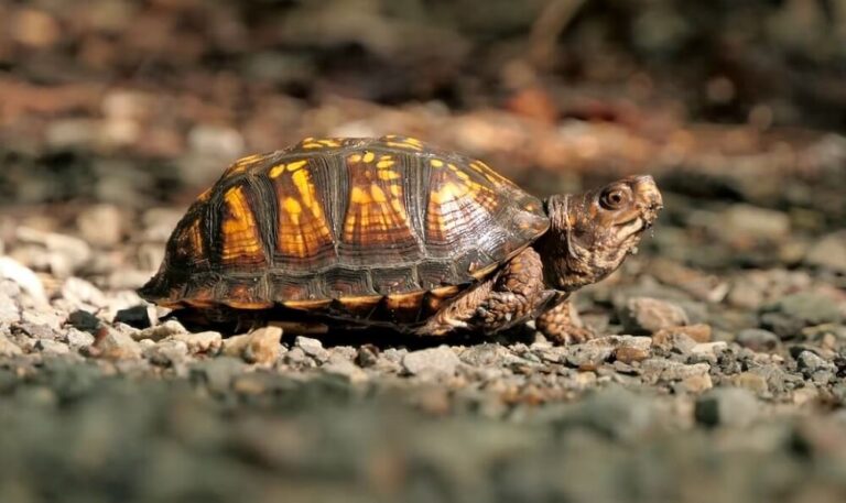 Is A Turtle An Amphibian - Frequently Asked Questions