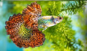 Pet Fishes That Live Long - What Pet Fish Lives the Longest