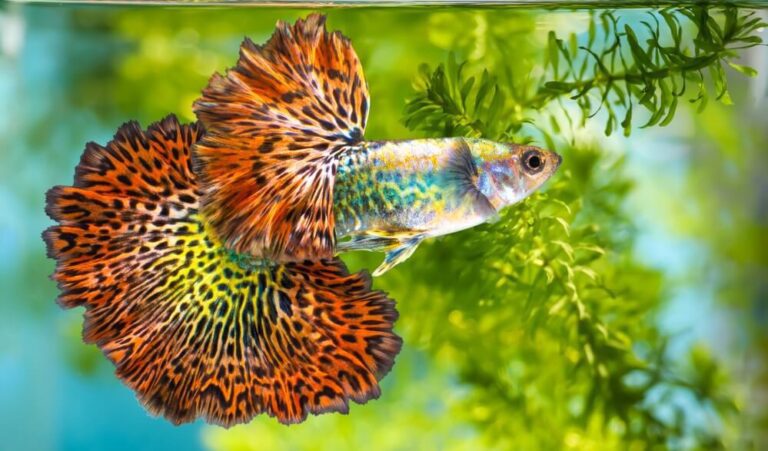10 Low Maintenance Fish for Beginners