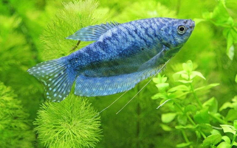 Blue Freshwater Fish - 9 Gorgeous Types