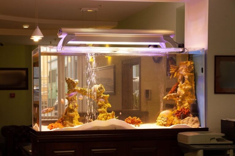 How To Set Up A Small Saltwater Tank For Beginners