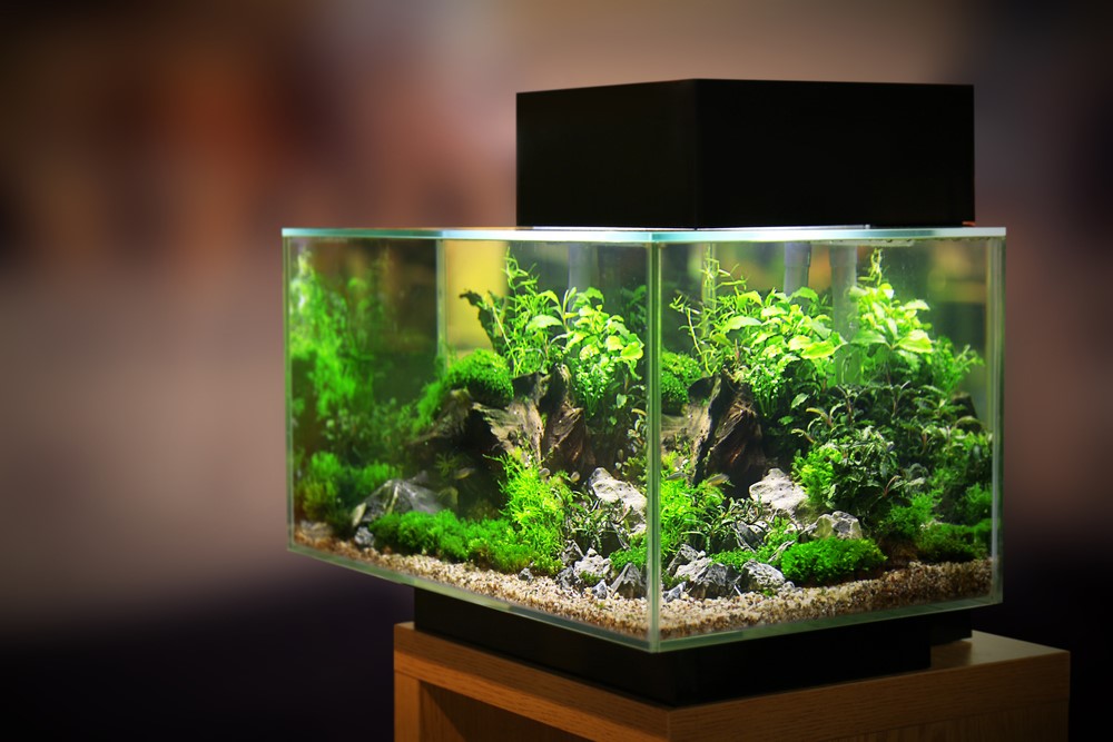 How To Make A Self Sustaining Aquarium: [A to Z Guide]