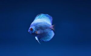 Blue Freshwater Fish - 9 Gorgeous Types