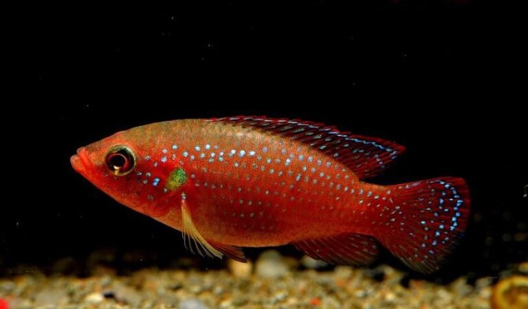 12 Attractive & Colorful Fish for Aquarium - For Any Tank Sizes