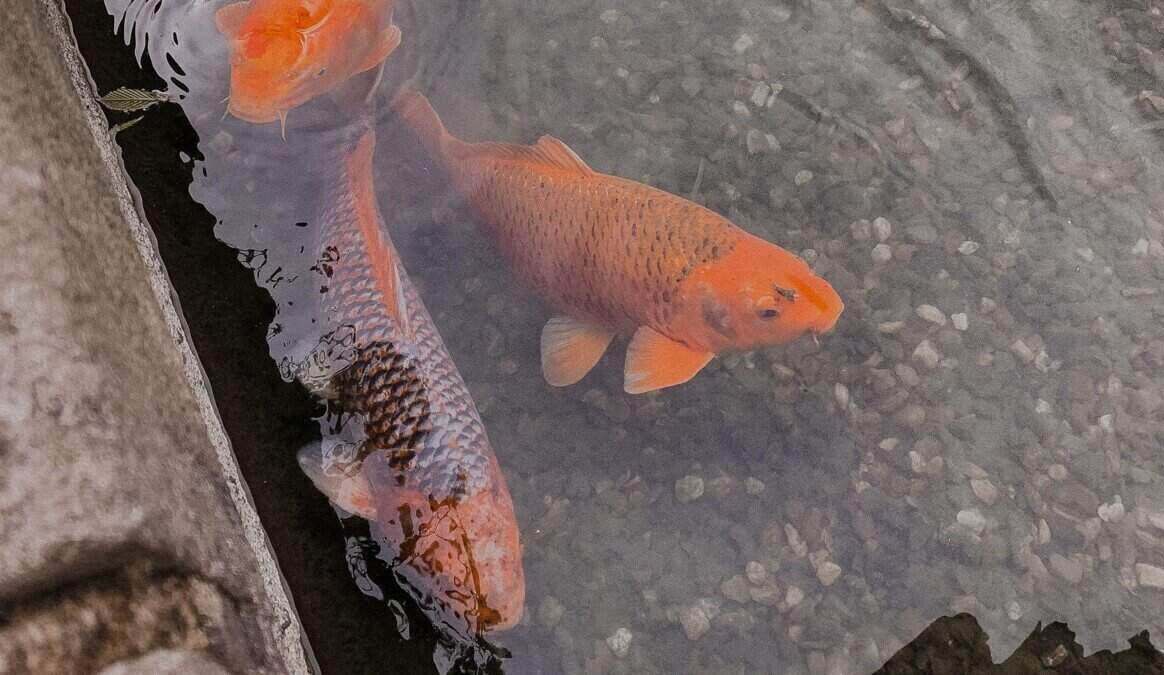 Outdoor Fish Tank - How to Make a Mini Outdoor Pond