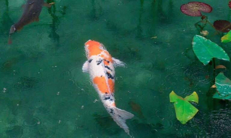 Koi Pond Maintenance Through The Seasons In 8 Steps