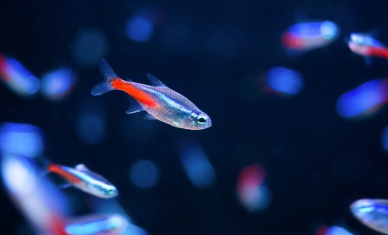 Pet Fishes That Live Long - What Pet Fish Lives the Longest