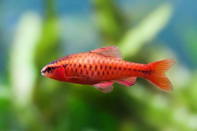 Pet Fishes That Live Long - What Pet Fish Lives the Longest