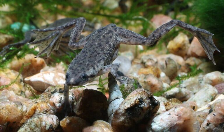 Non Fish Aquarium Pets - 5 Aquatic Pets That Aren’t Fish