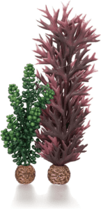 The Ultimate Guide to Saltwater Plants for Your Reef Tank