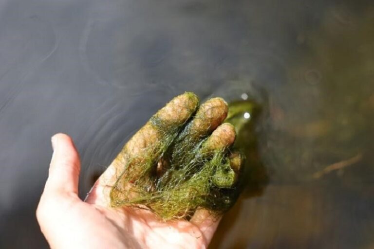 Pond Algae Control - Tips and Tricks for a Healthy Pond Ecosystem